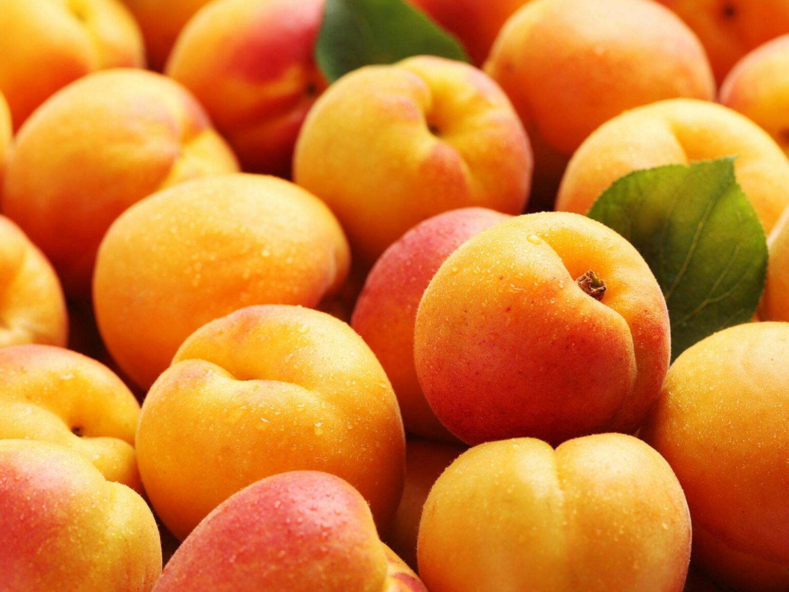 Can You Freeze Apricots? Things To Know Before Freezing Apricots! - Can ...